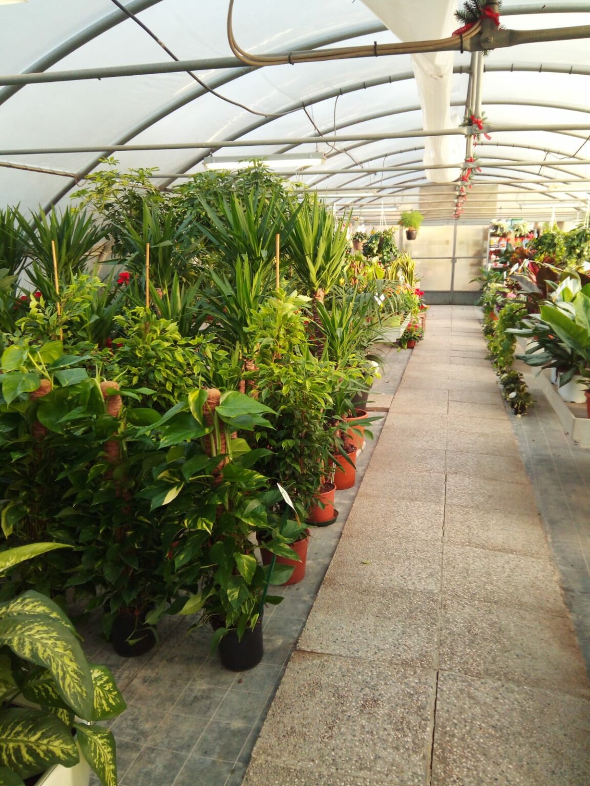 Le piante da interno - Vivai Donzelli